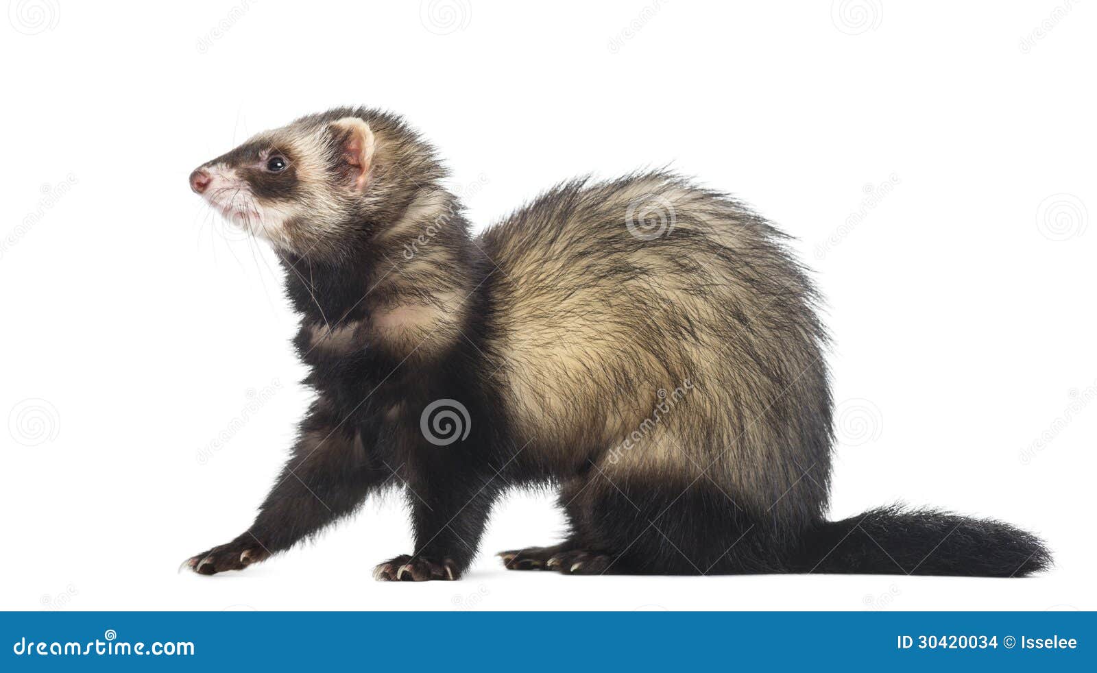 Ferret Sitting and Looking Left Stock Photo - Image of view, sitting ...