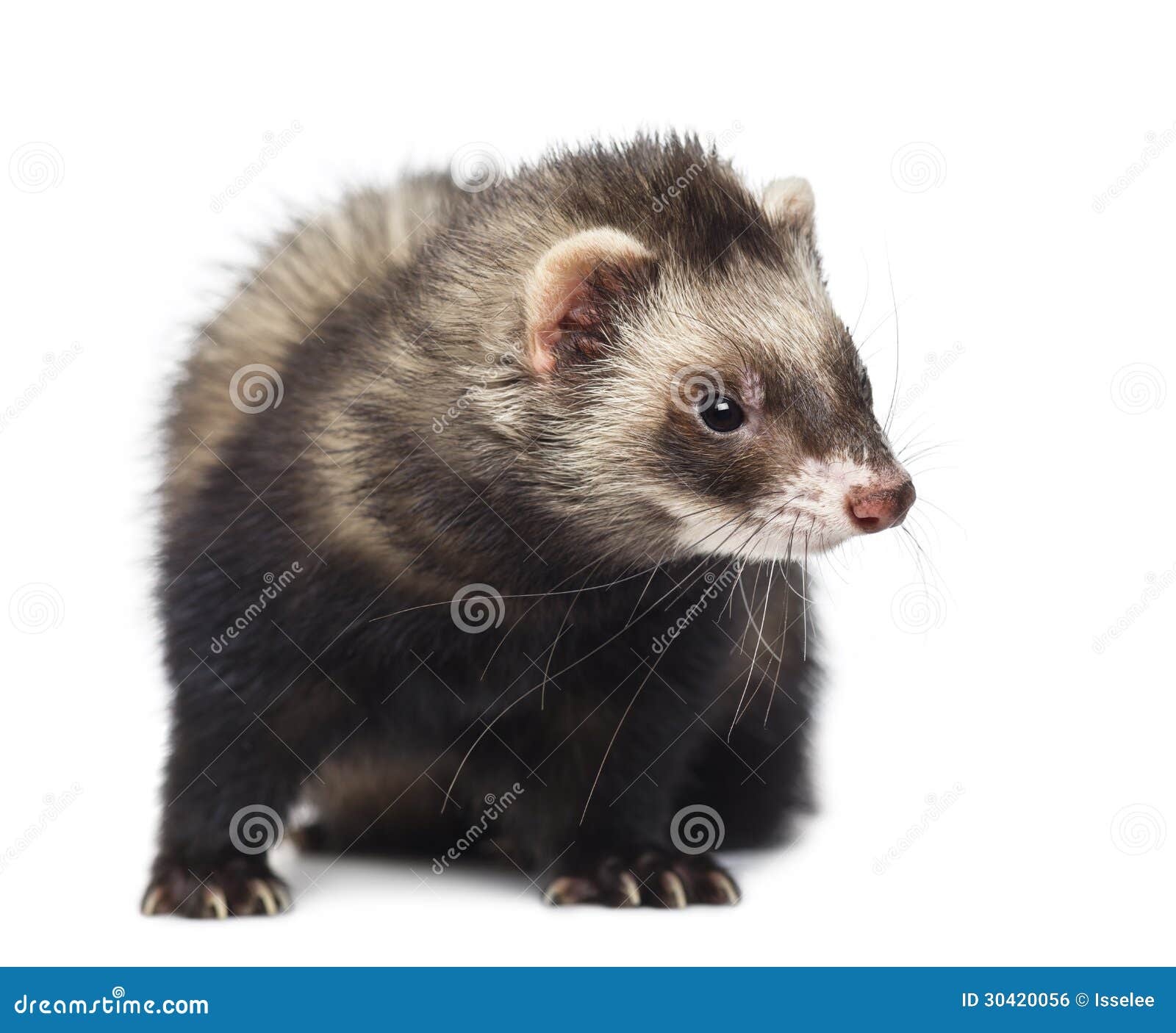 Ferret Sitting and Looking Right Stock Photo - Image of vertebrate ...