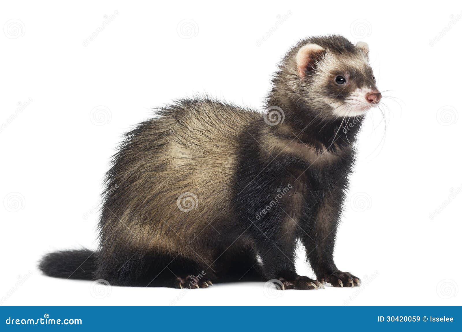 Ferret Sitting and Looking Right Stock Image - Image of putorius, white ...