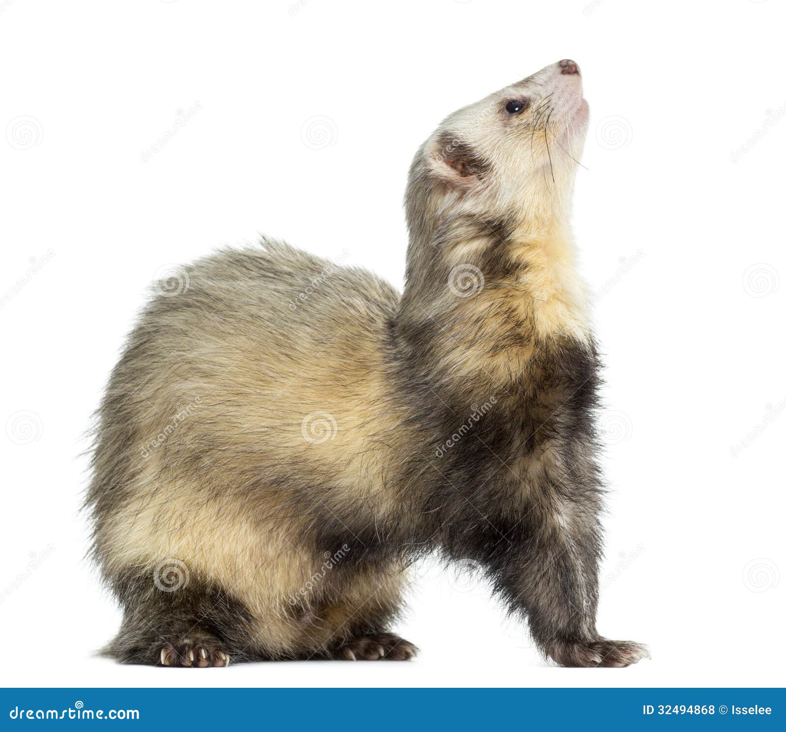 Ferret Sitting, Looking Up, Isolated Stock Photo - Image of carnivore ...