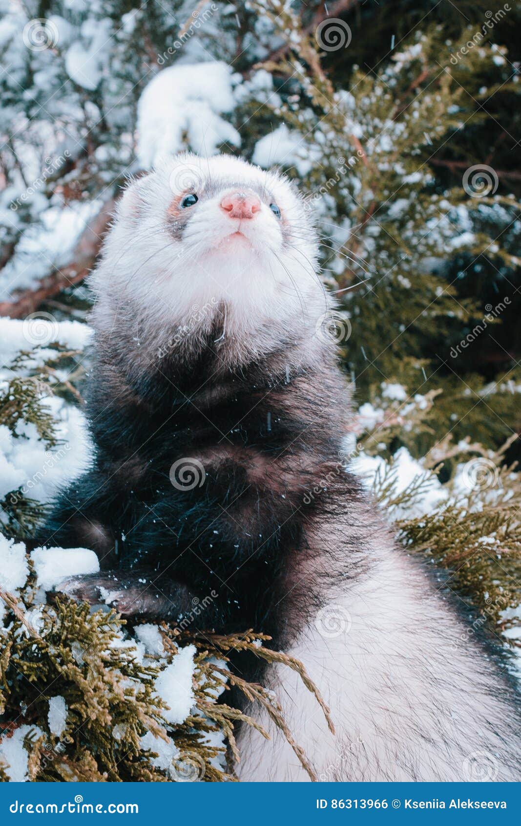 Ferret in the snow stock photo. Image of careful, dark - 86313966