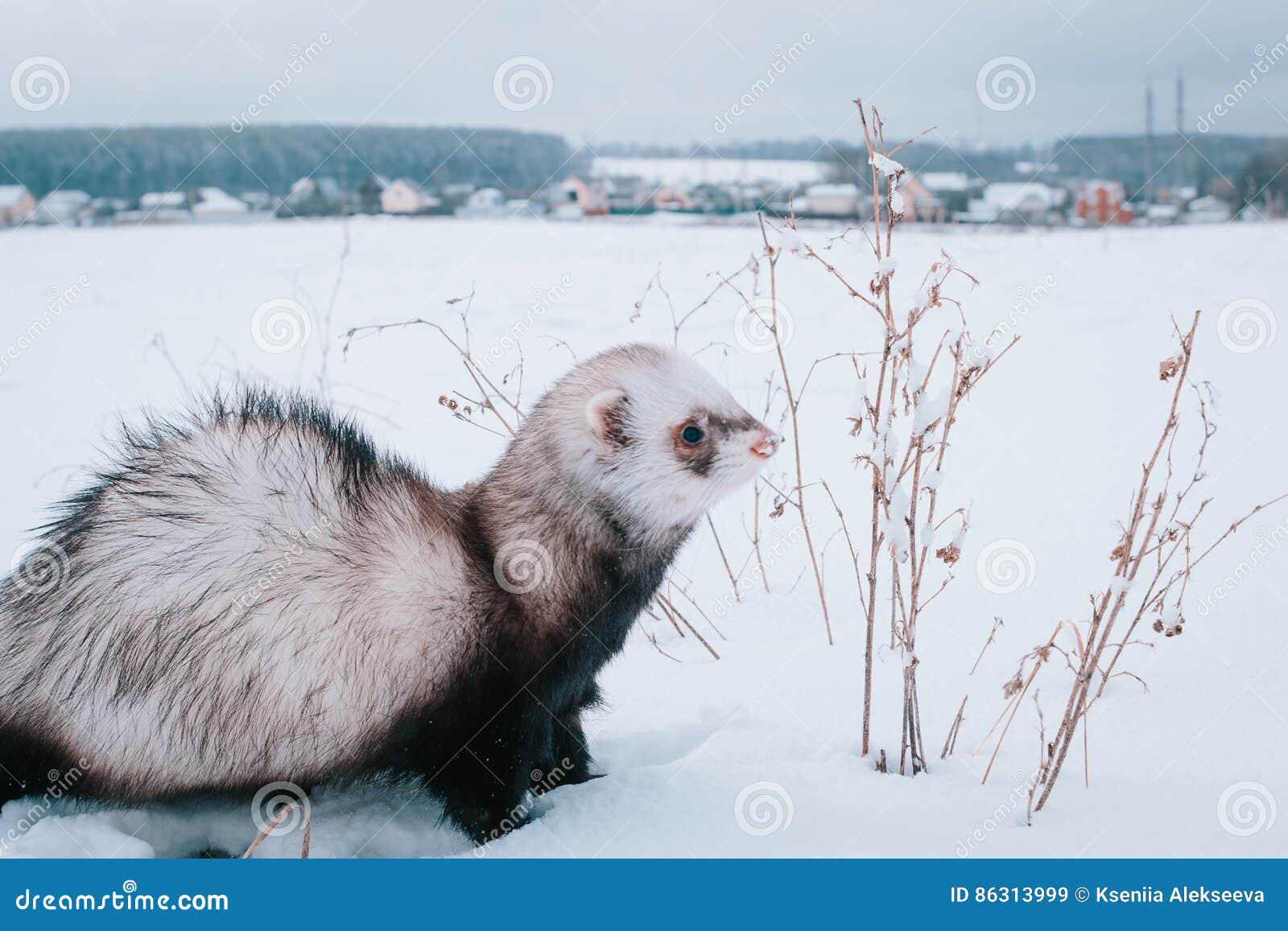 Ferret in the snow stock image. Image of foumart, ears - 86313999