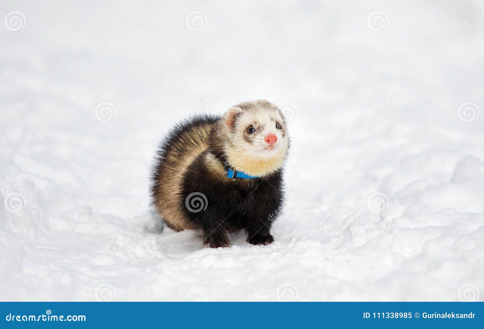 Ferret on the Snow in Winter Stock Image - Image of nature, sweet ...