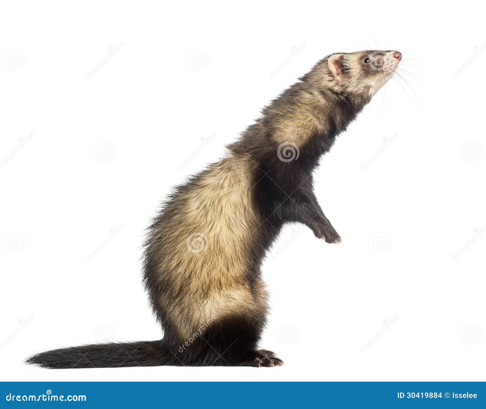 Ferret Standing on Hind Legs and Looking Up Stock Photo - Image of ...