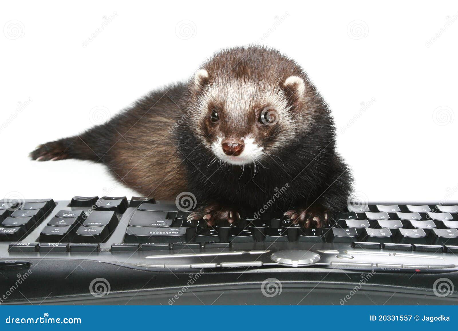Ferret typing on keyboard stock image. Image of computer - 20331557