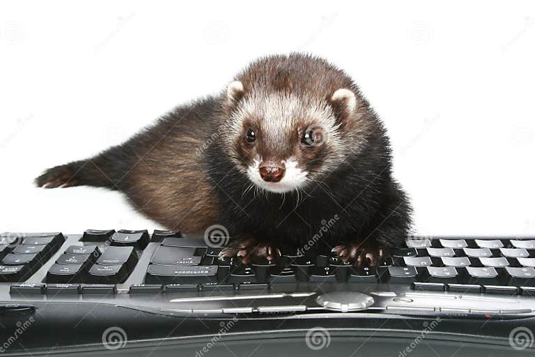 Ferret typing on keyboard stock image. Image of computer - 20331557
