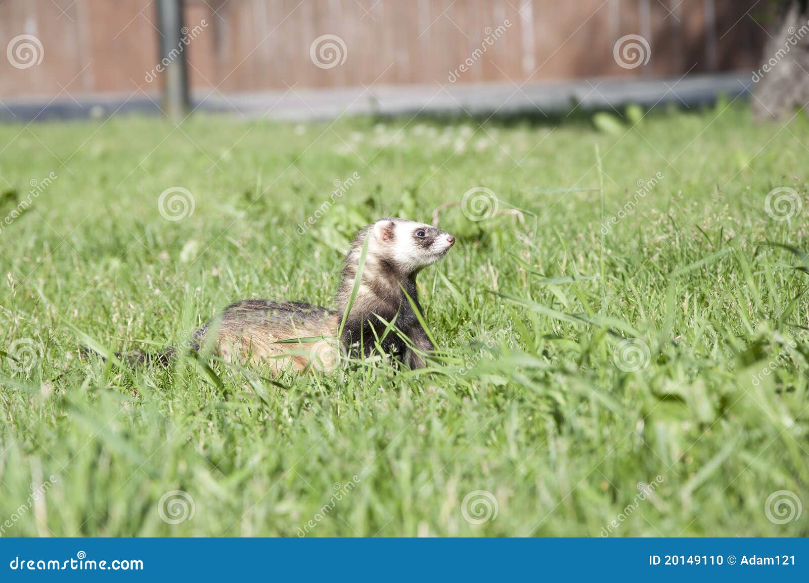 Ferret Walking in the Grass Stock Photo - Image of furry, polecat: 20149110