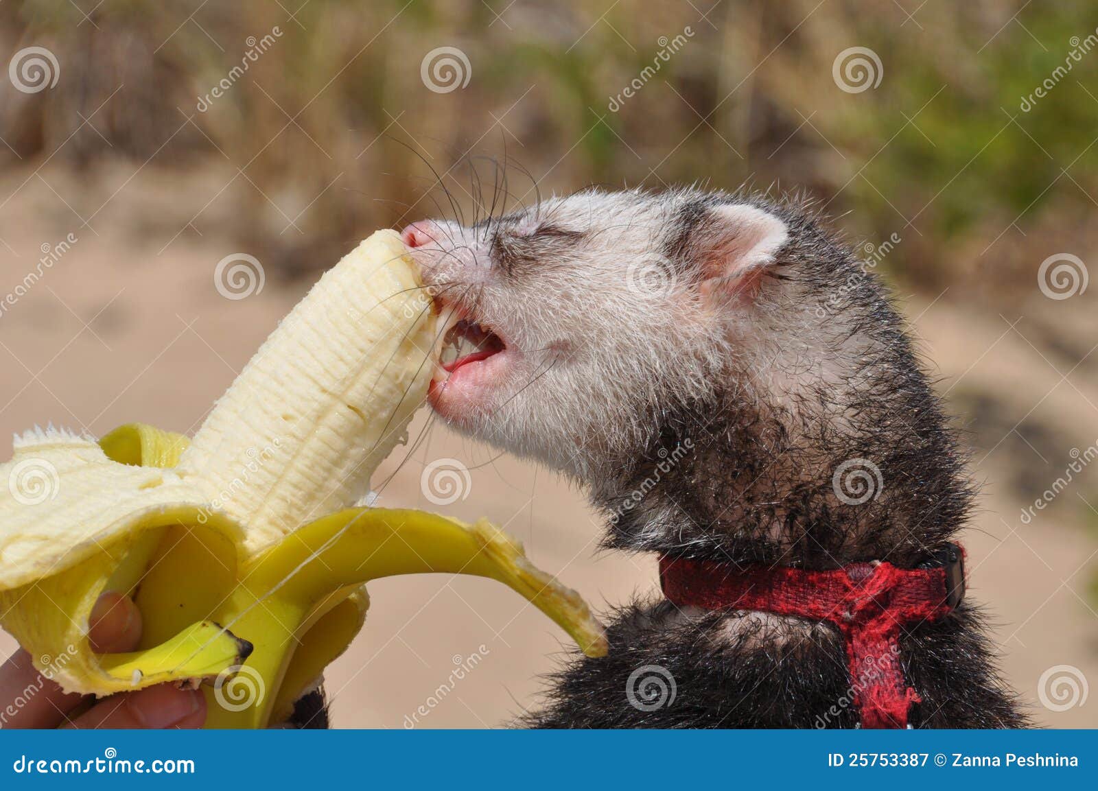 Ferrets stock image. Image of long, fangs, hungry, animals - 25753387