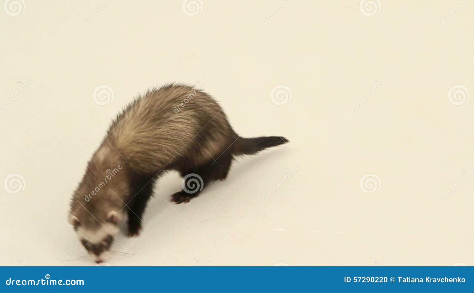 Ferrets Drinking Water stock footage. Video of ferret - 57290220