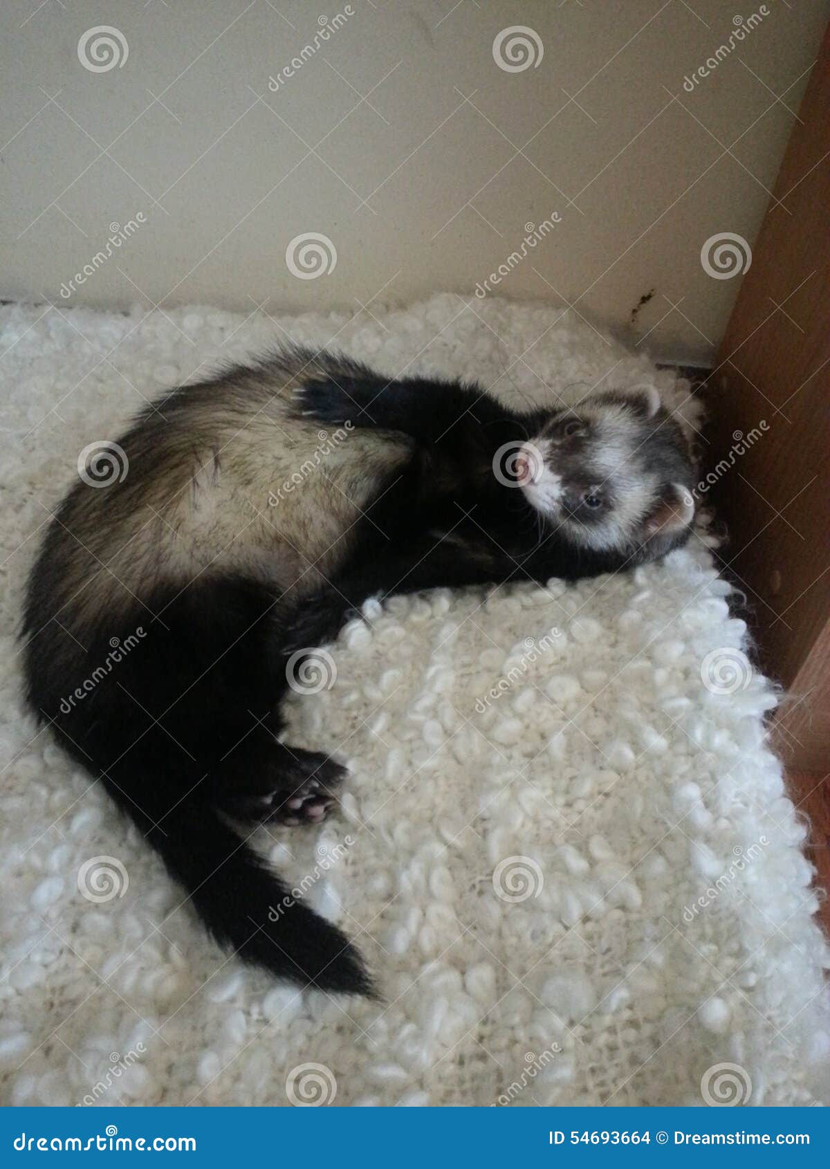 Ferrets stock photo. Image of ferret, laying, back, ferrets - 54693664