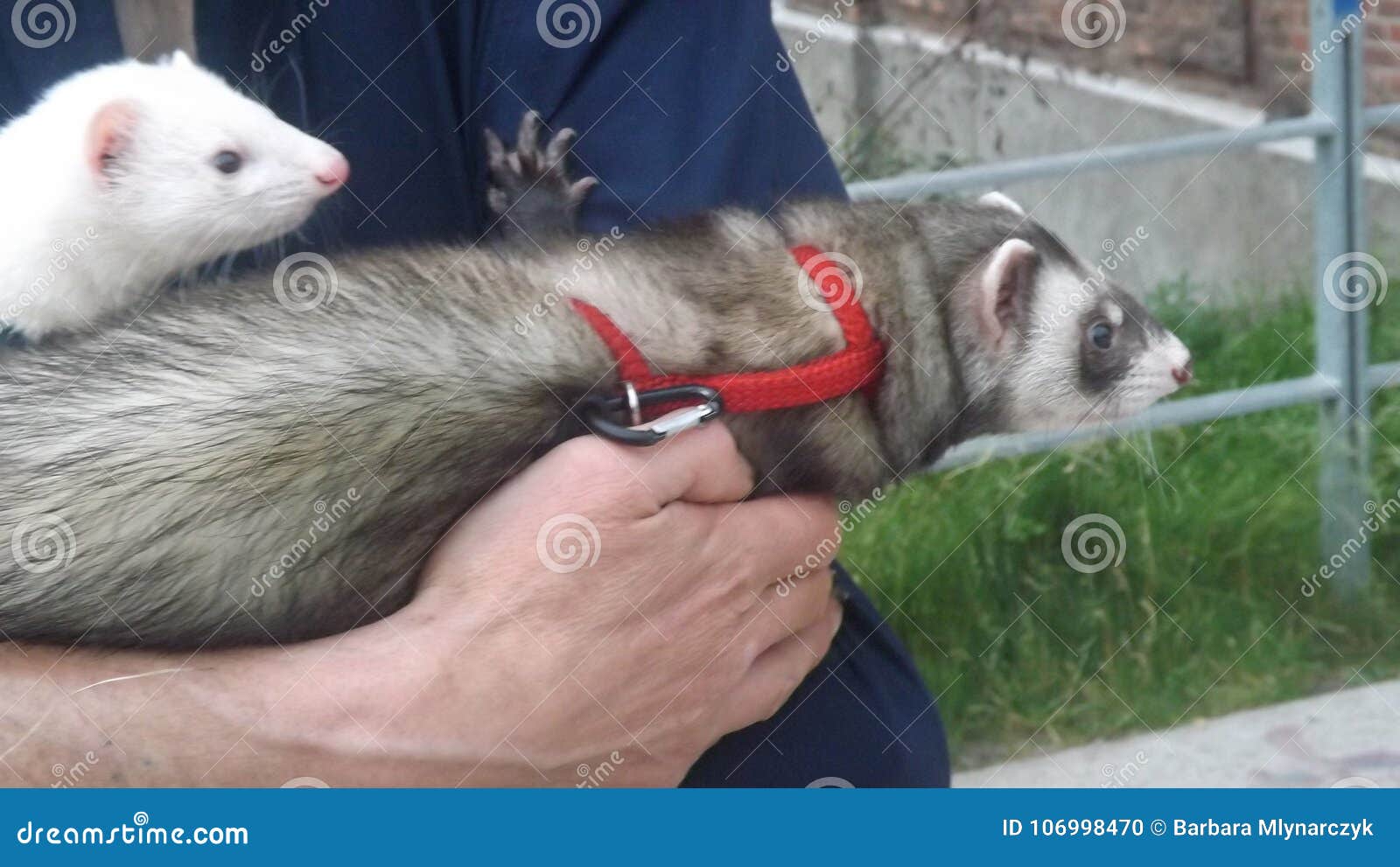 Ferrets stock photo. Image of holding, animals, arms - 106998470