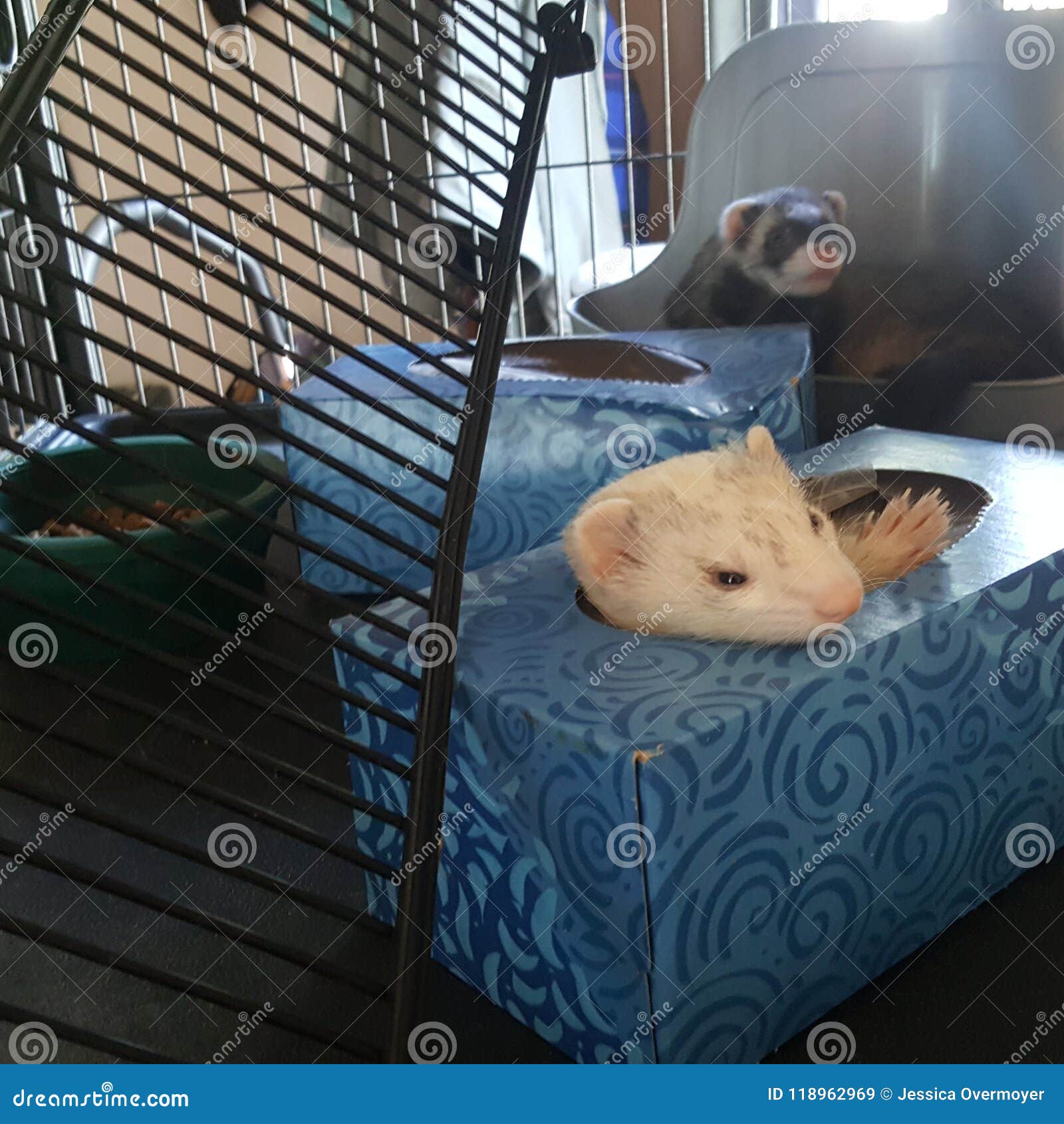 Ferrets Resting stock image. Image of tissue, litter - 118962969