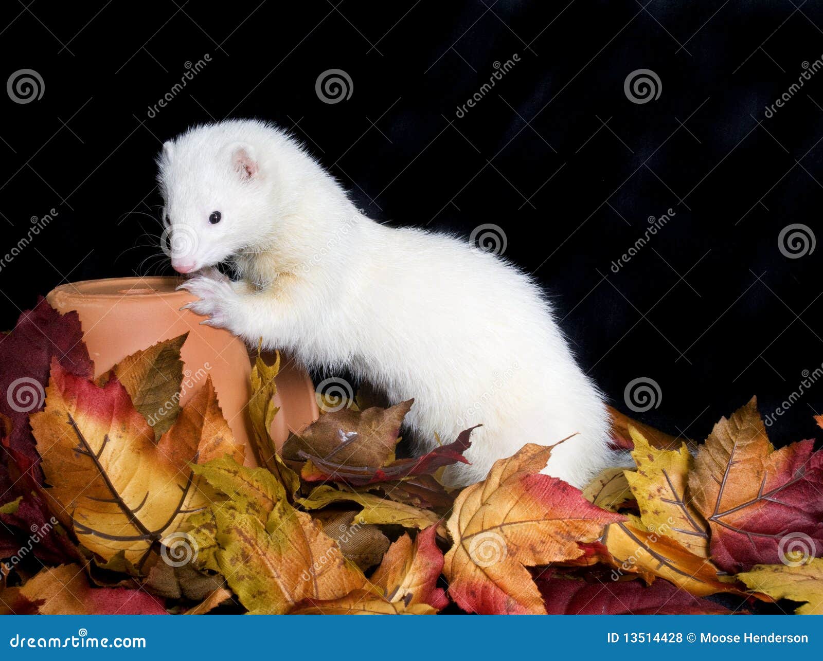Ferrett stock photo. Image of ferrett, cotta, terra, pocket - 13514428
