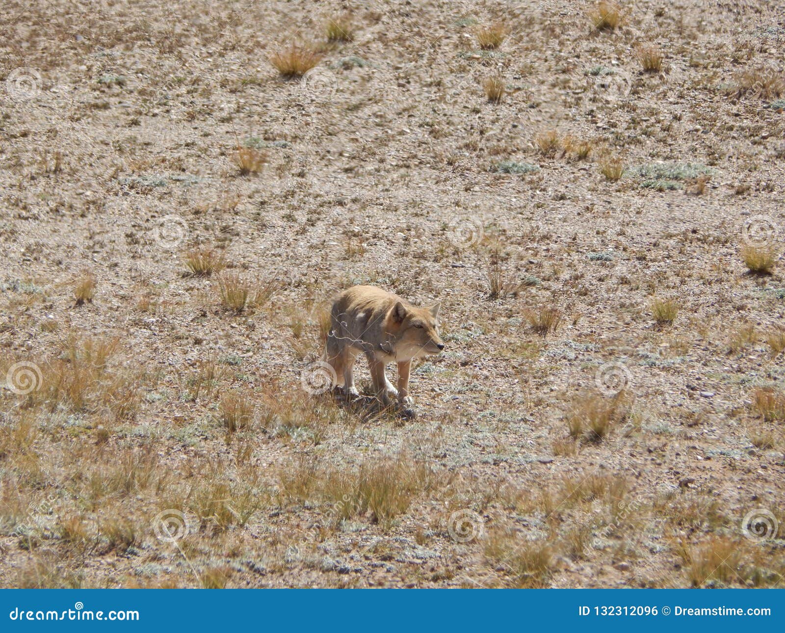 Ferrilata Do Vulpes De Tibet Foto de Stock - Imagem de platô, wildlife ...