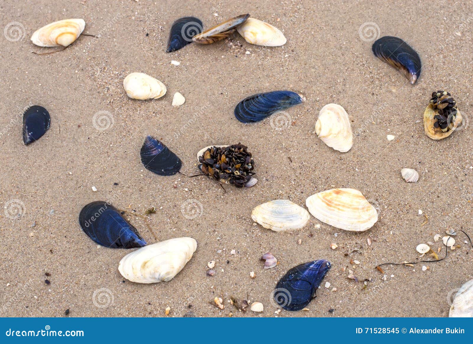 Ferrous and White Shells on Sand Sea Coast, Shellfish Stock Image ...