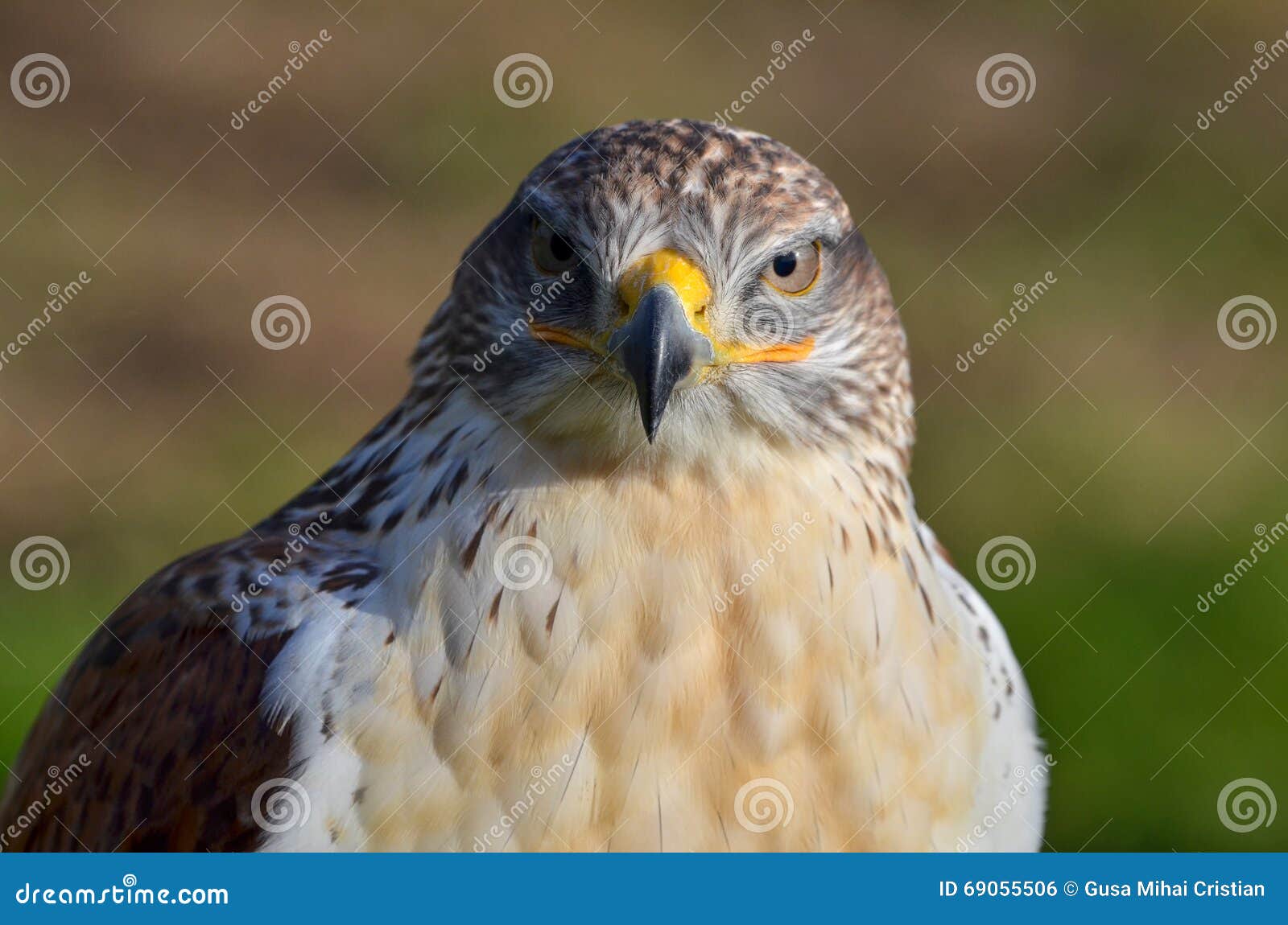 Ferruginous Buzzard, Buteo Regalis Stock Photo - Image of cage ...