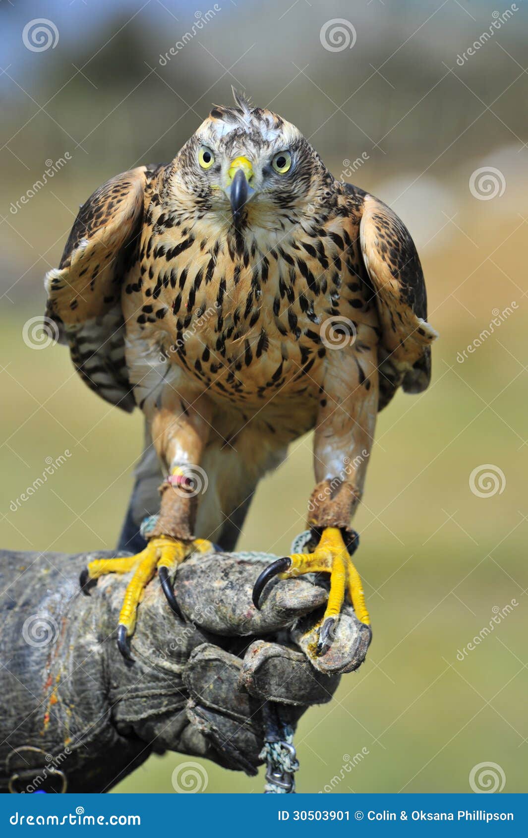 Ferruginous Buzzard stock image. Image of gaze, daylight - 30503901