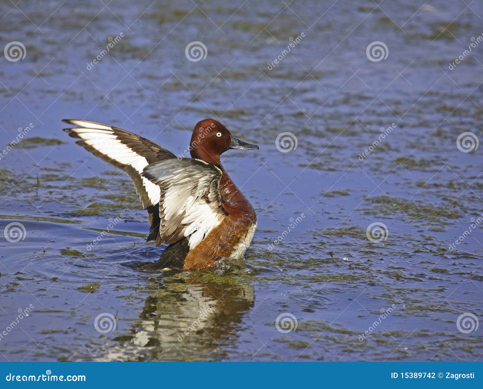 Ferruginous duck 2. stock photo. Image of outstretched - 15389742