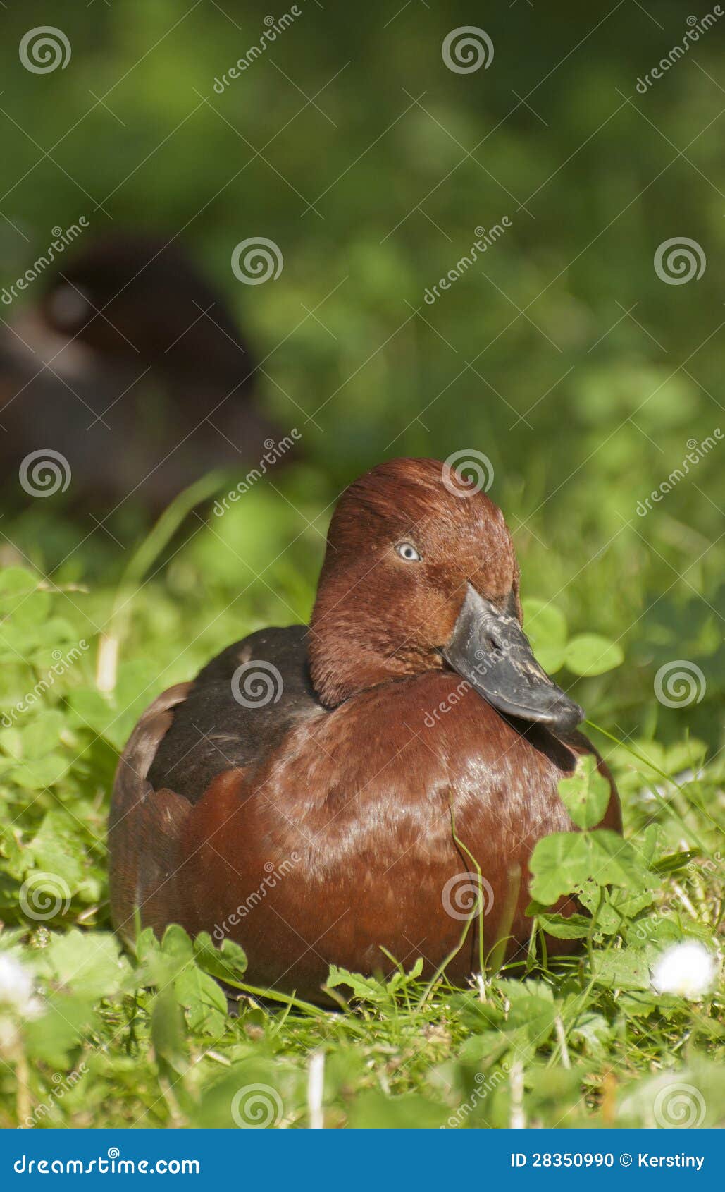 Ferruginous duck stock photo. Image of beak, ornithology - 28350990