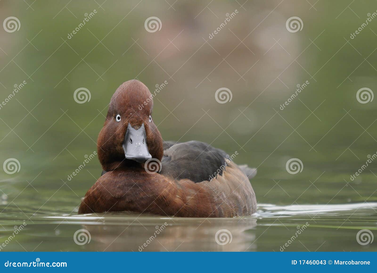 Ferruginous Duck - Aythya Nyroca Stock Image - Image of duck, aythya ...