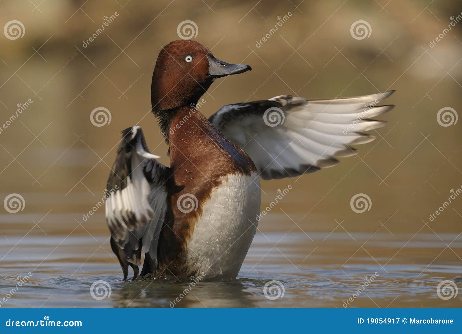 Ferruginous Duck , Aythya Nyroca Stock Image - Image of water, nyroca ...