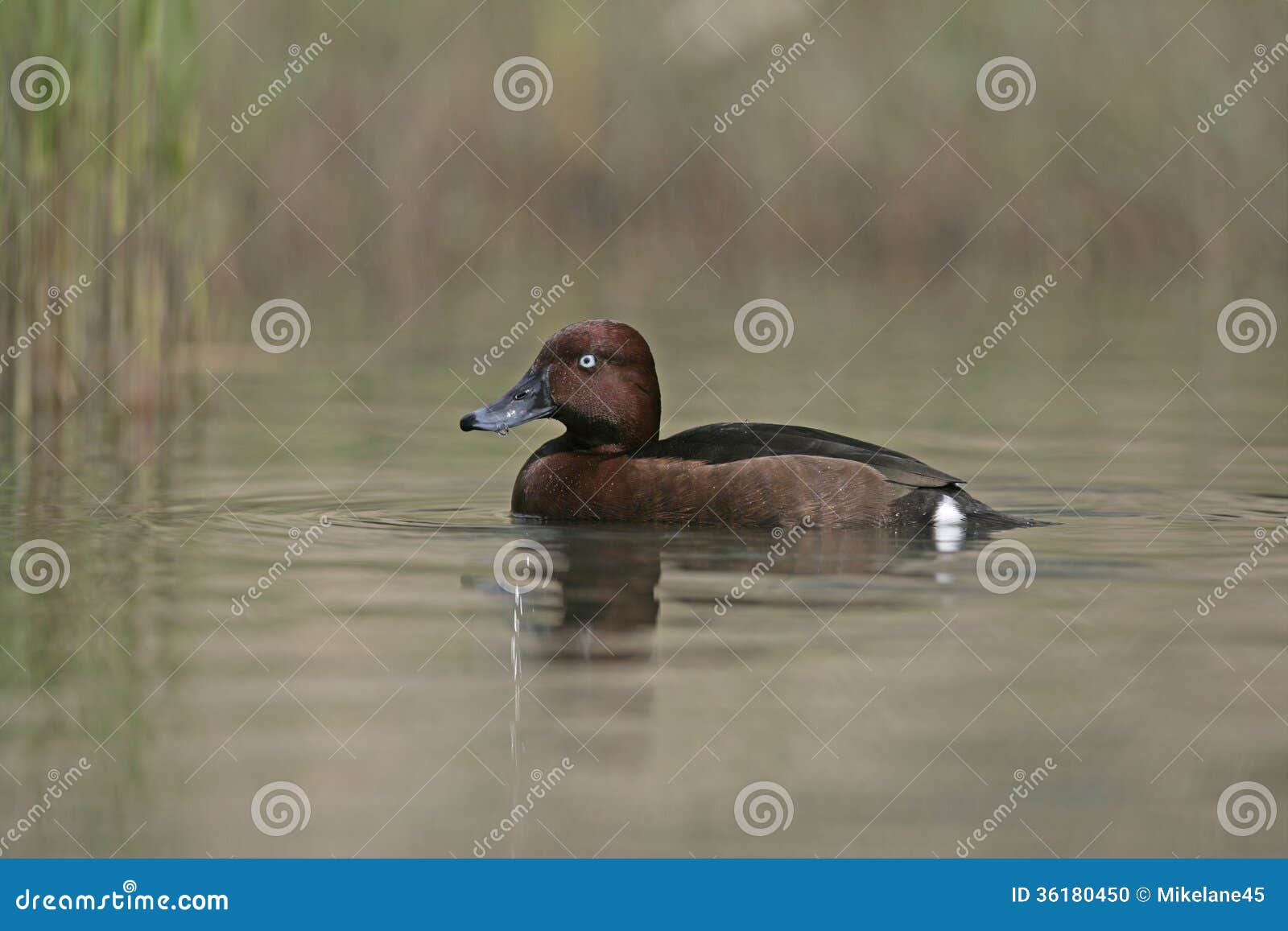 Ferruginous Duck, Aythya Nyroca Stock Photo - Image of water, nature ...