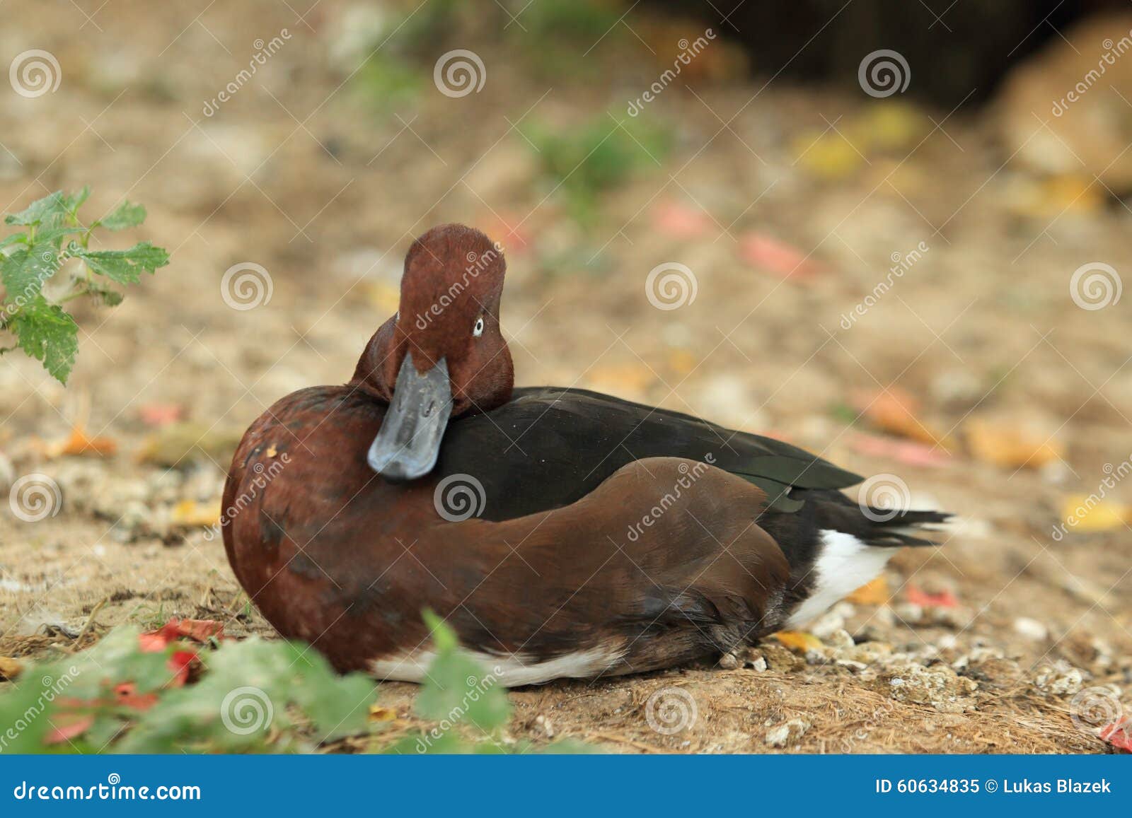 Ferruginous duck stock image. Image of duck, diving, animal - 60634835
