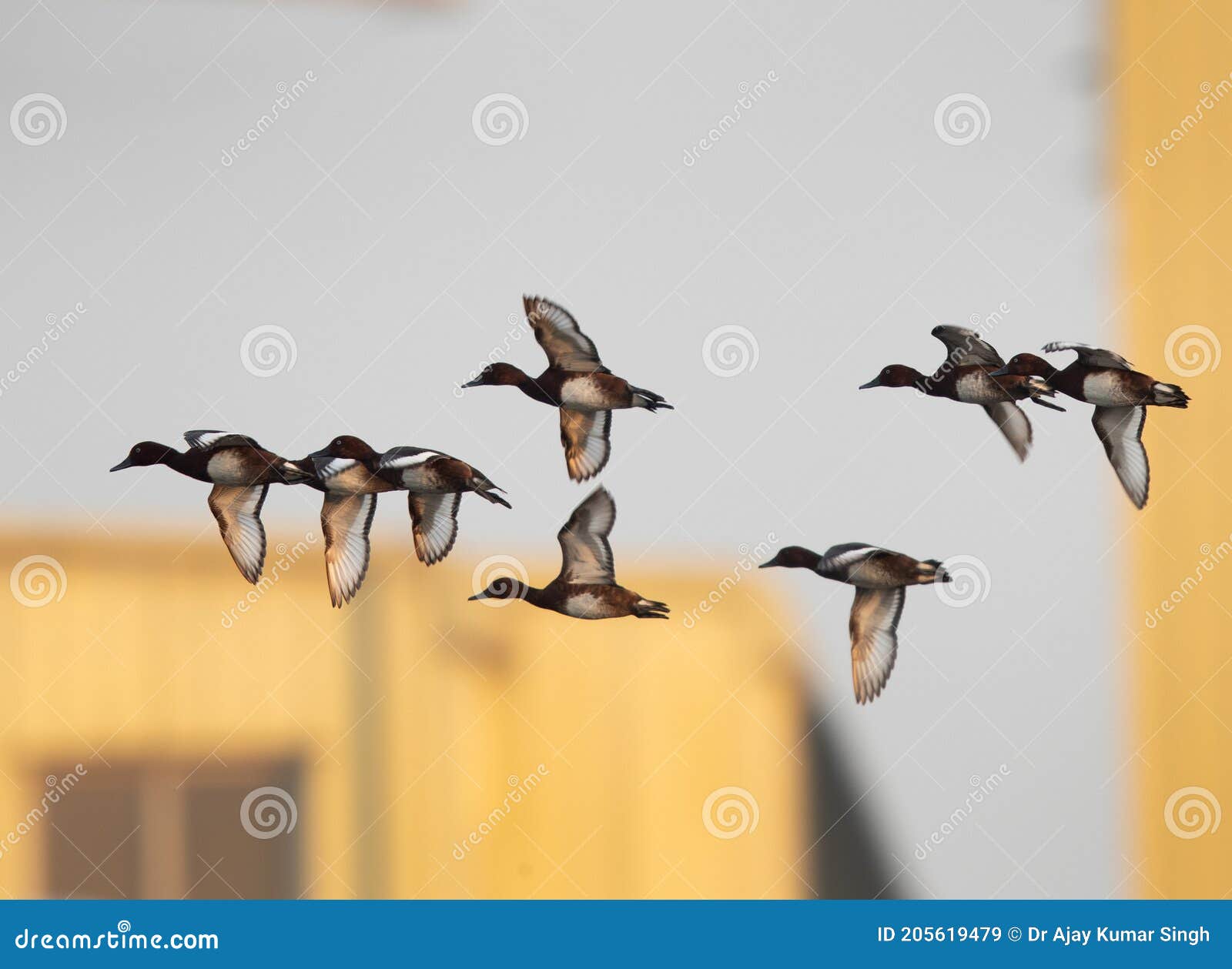 Ferruginous Ducks Flying at Asker Marsh, Bahrain Stock Image - Image of ...