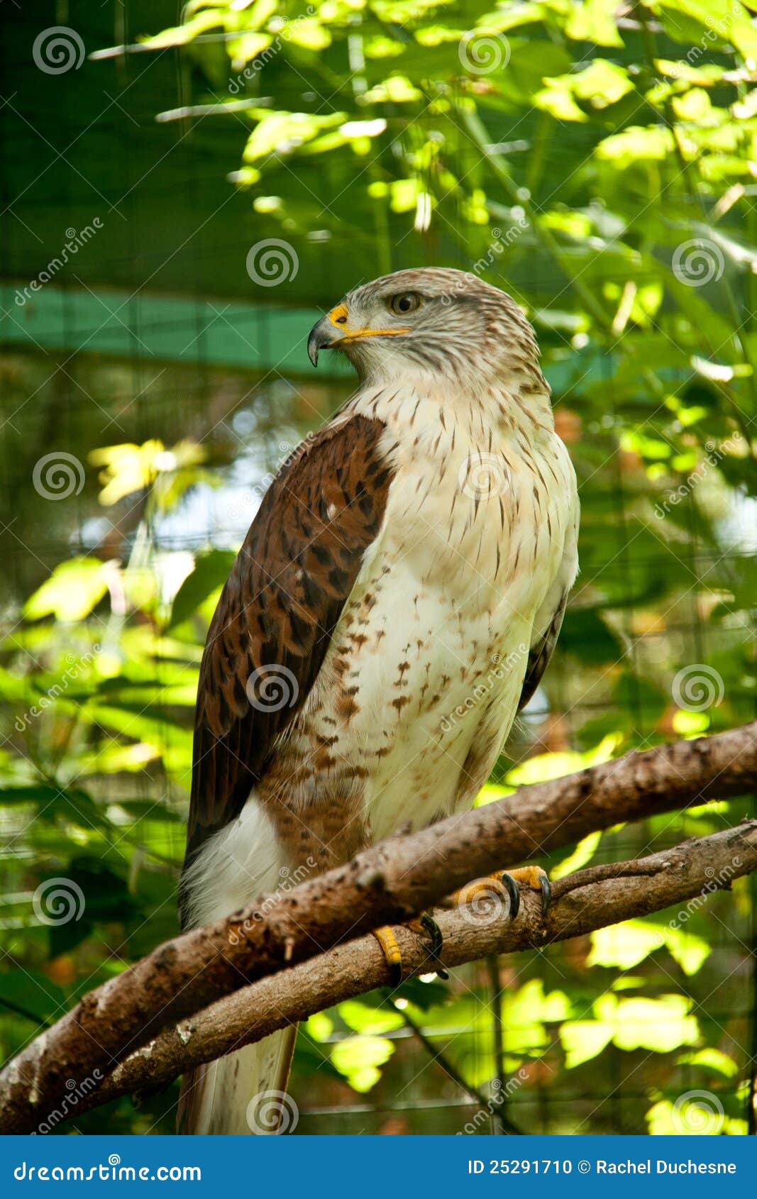 Ferruginous Hawk stock photo. Image of attack, color - 25291710