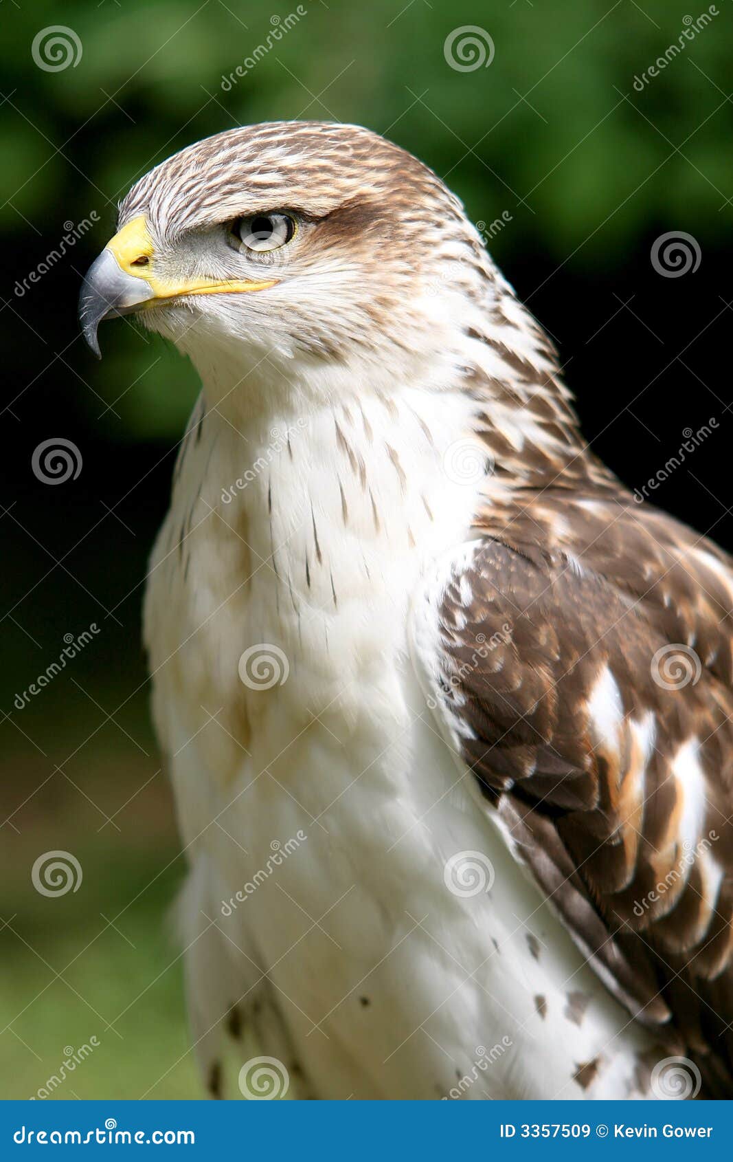 Ferruginous hawk stock image. Image of falconry, ferruginous - 3357509