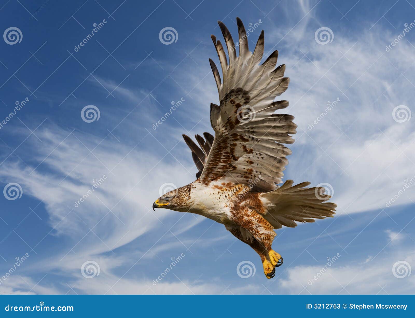 Ferruginous Hawk stock image. Image of raptor, predator - 5212763