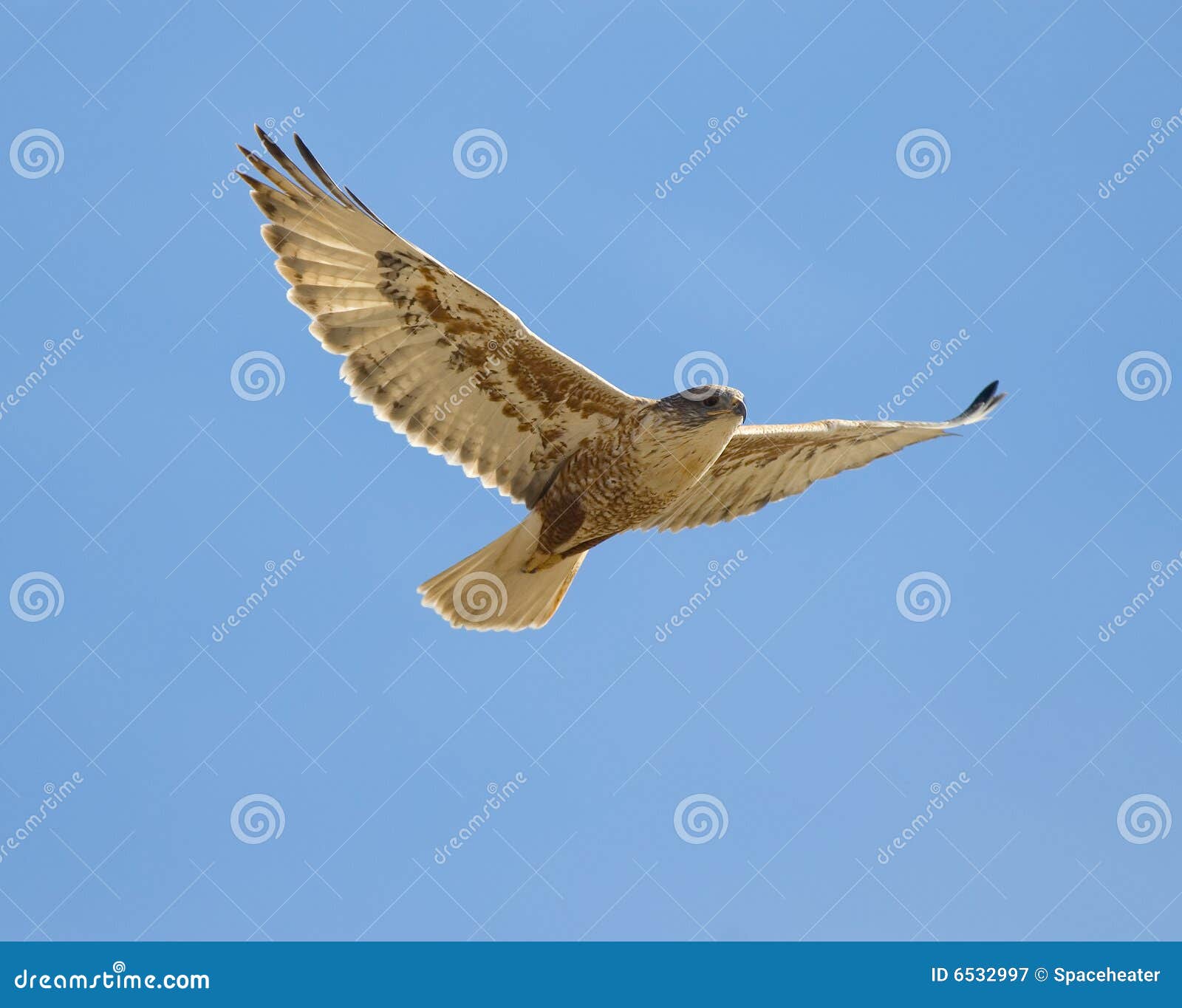 Ferruginous Hawk stock image. Image of blue, bird, hawk - 6532997