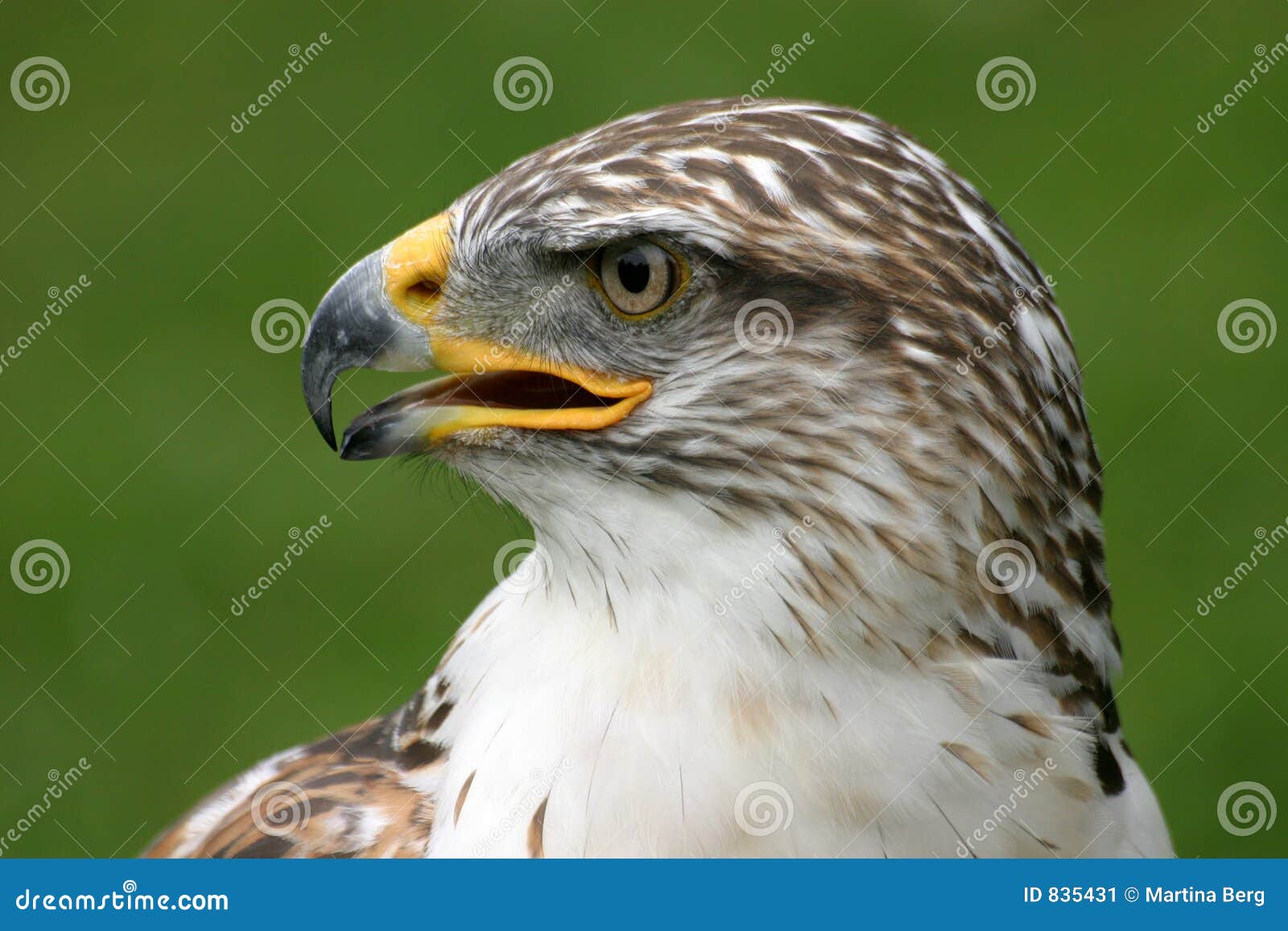 Ferruginous Hawk stock image. Image of watchful, prey, animal - 835431