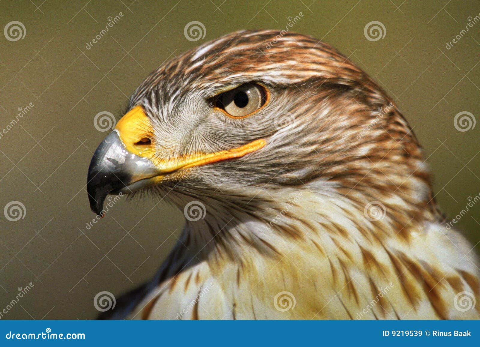Ferruginous Hawk stock image. Image of preditor, carnivorous - 9219539