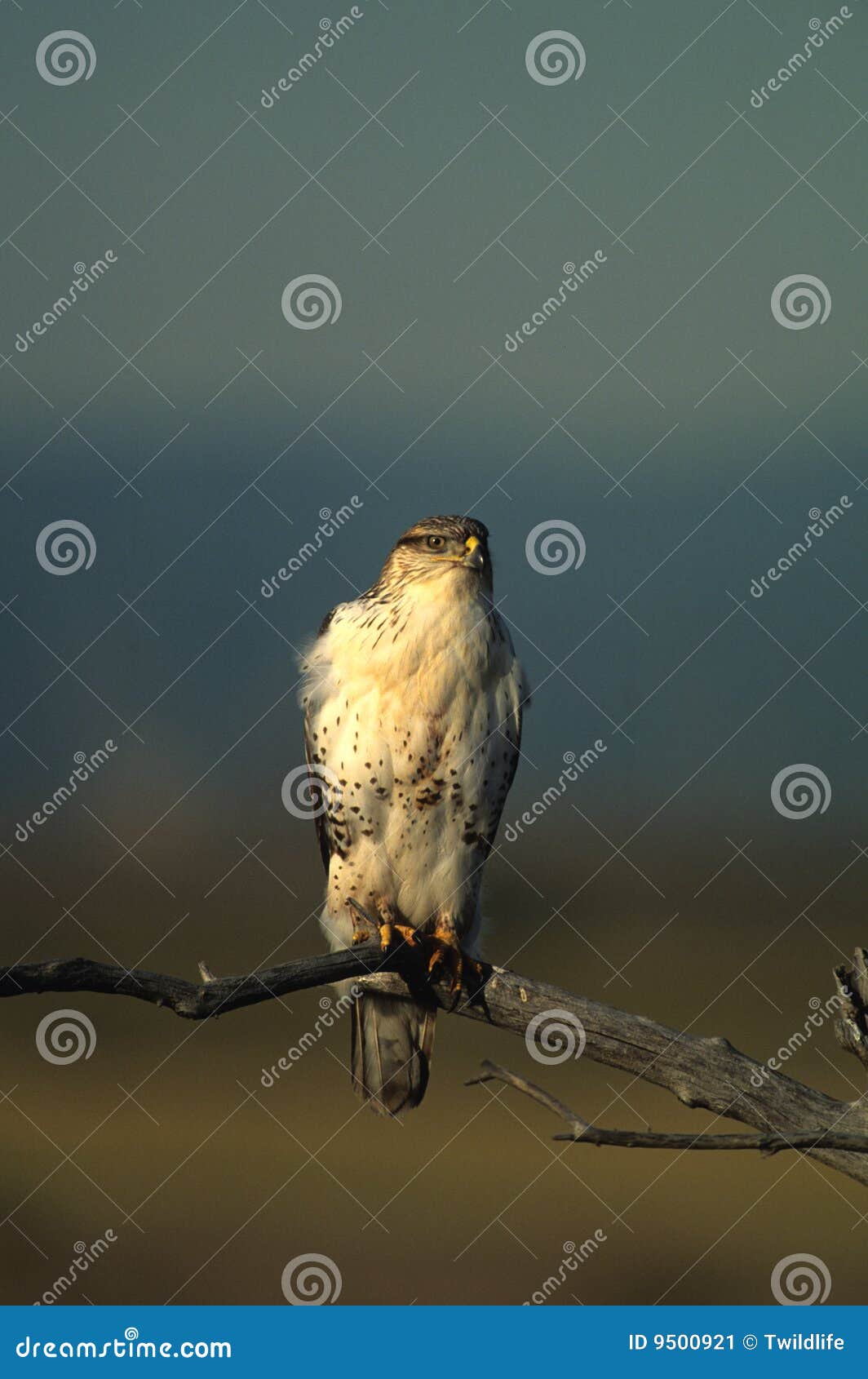 Ferruginous Hawk on Branch stock image. Image of avian - 9500921