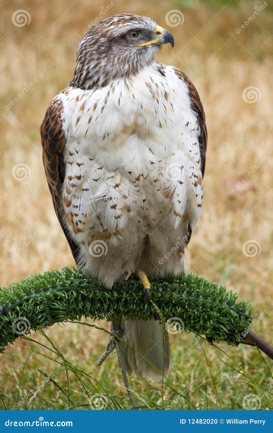Ferruginous Hawk Brown Feathers Stock Photo - Image of white, exotic ...