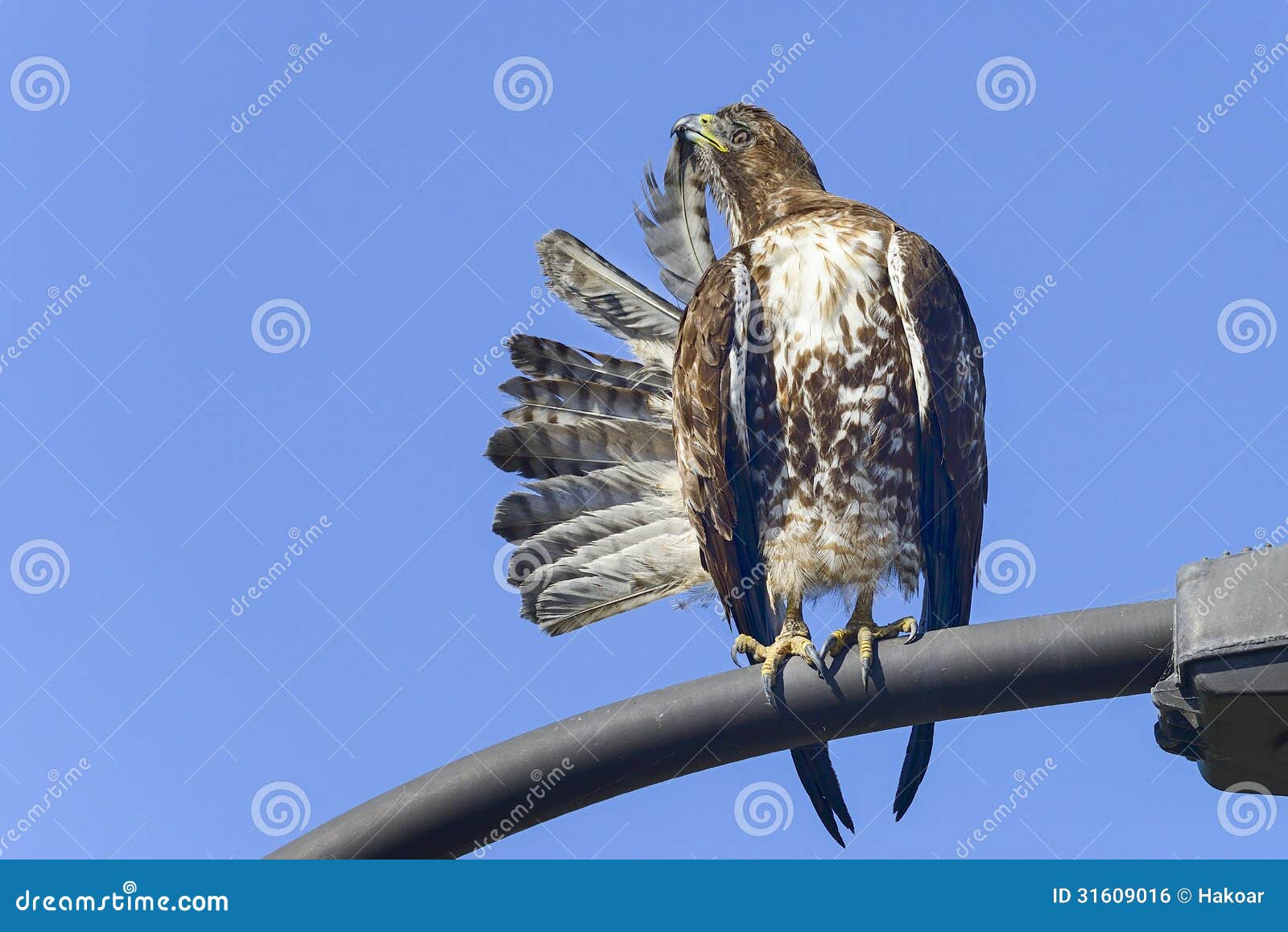 Ferruginous Hawk, Don Edwards Nwr, Ca Stock Photo - Image of colorful ...