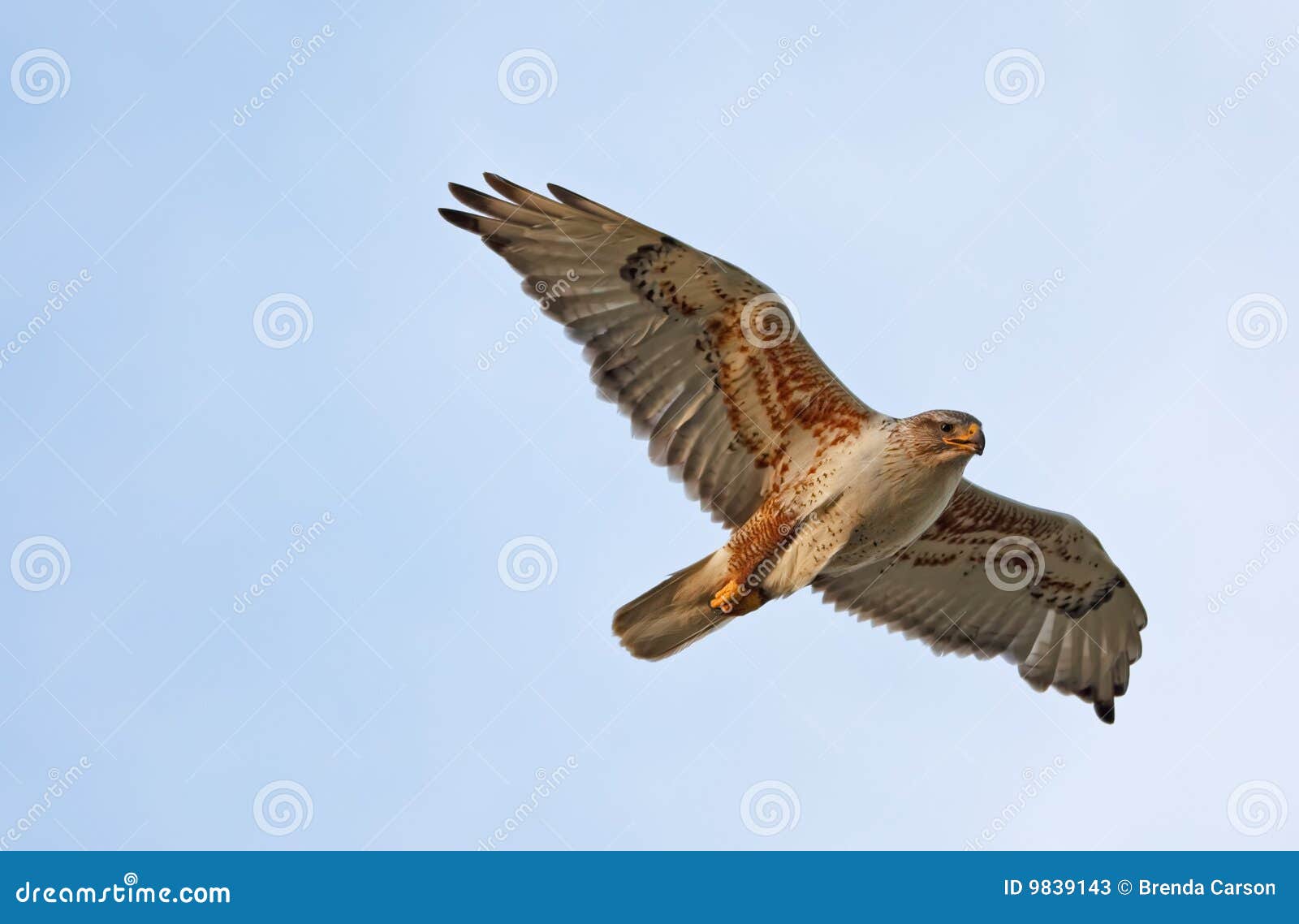 Ferruginous Hawk in Flight stock image. Image of hawk - 9839143