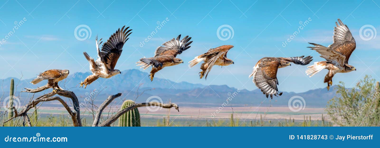 Ferruginous Hawk Flying. Isolated Hawk Sequence Blue Sky Stock Image ...