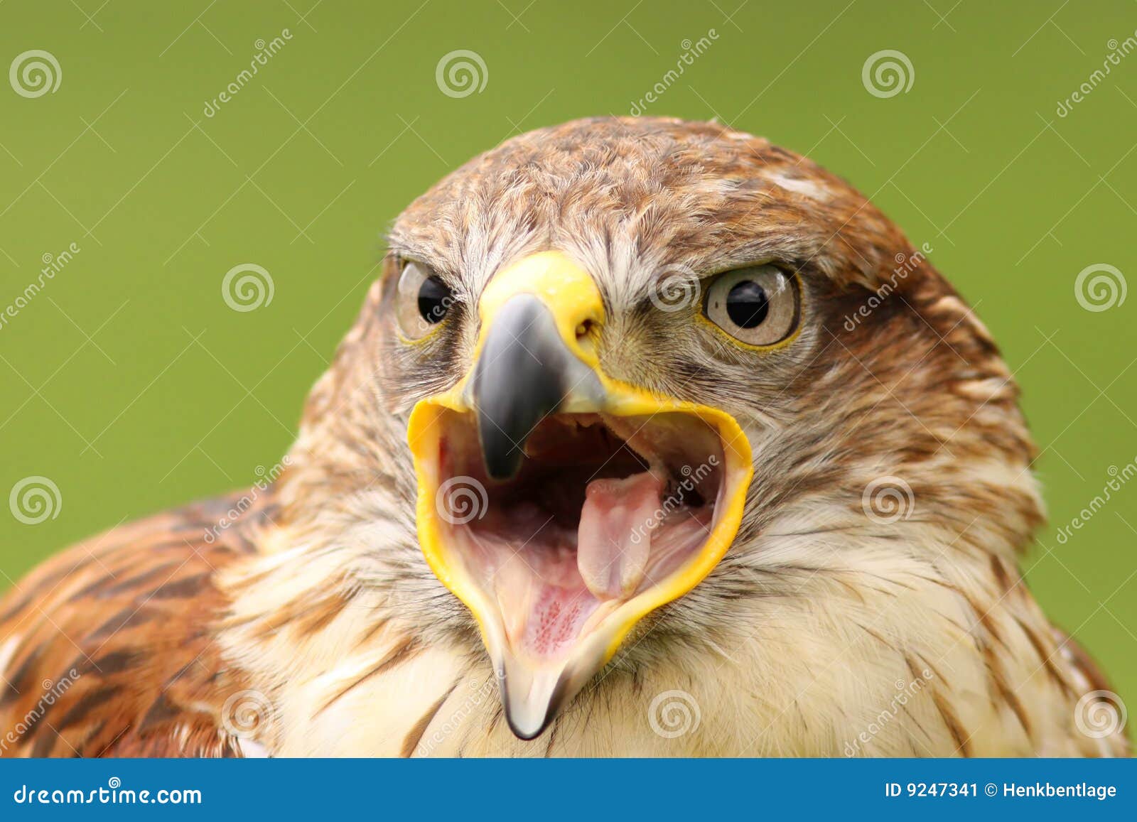 Ferruginous Hawk with Open Beak Stock Image - Image of brown, animal ...