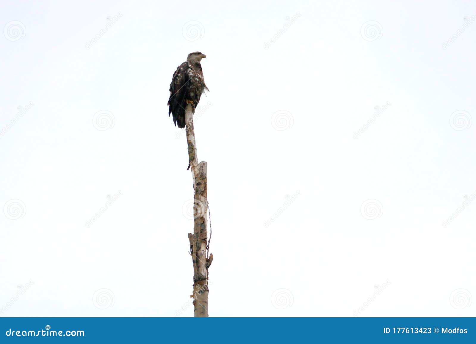 Ferruginous Hawk Perched on Dead Tree Stock Image - Image of clouds ...