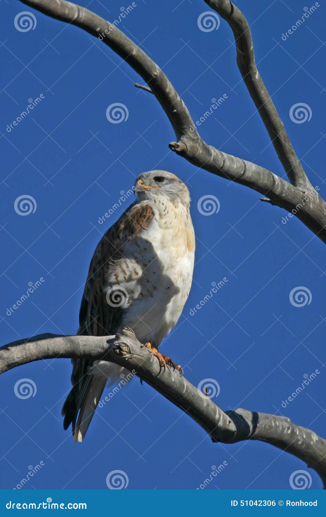 Ferruginous Hawk stock photo. Image of raptor, north - 51042306