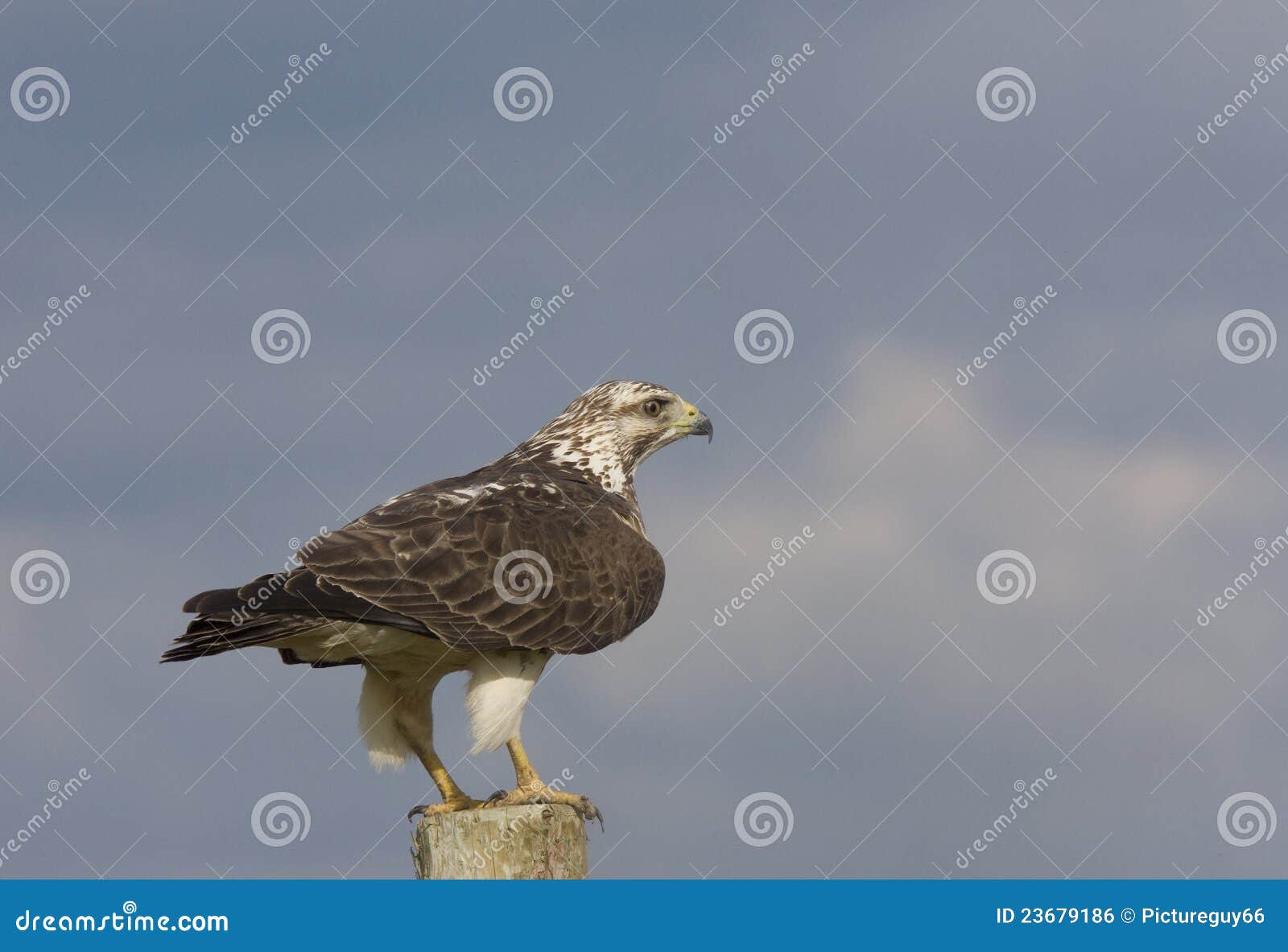 Ferruginous Hawk Perched on Post Stock Photo - Image of aggressive ...