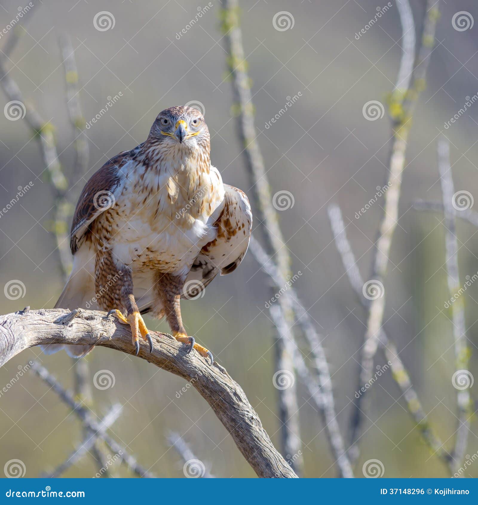 Ferruginous Hawk stock photo. Image of front, hawk, mottled - 37148296