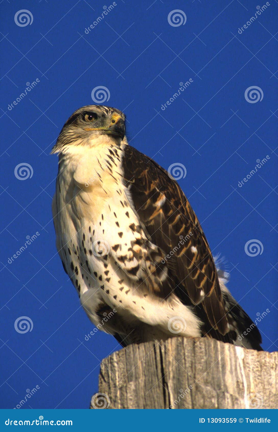 Ferruginous Hawk on Pole stock image. Image of nature - 13093559