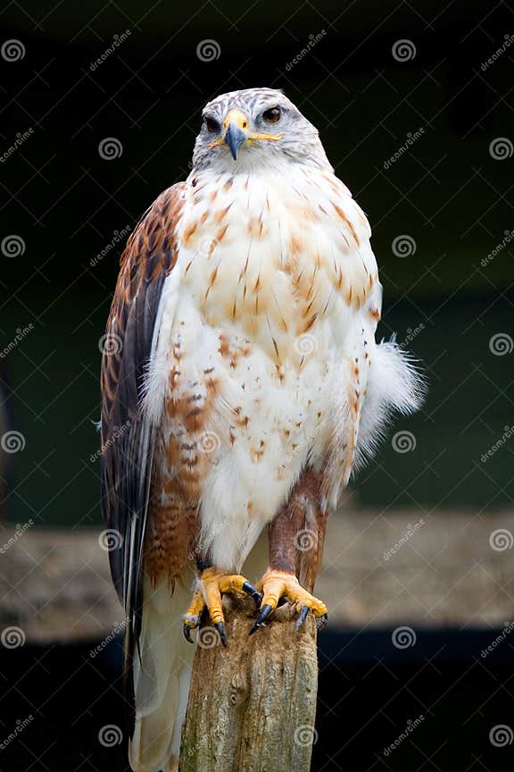 Ferruginous Hawk Portrait stock photo. Image of raptor - 26969358