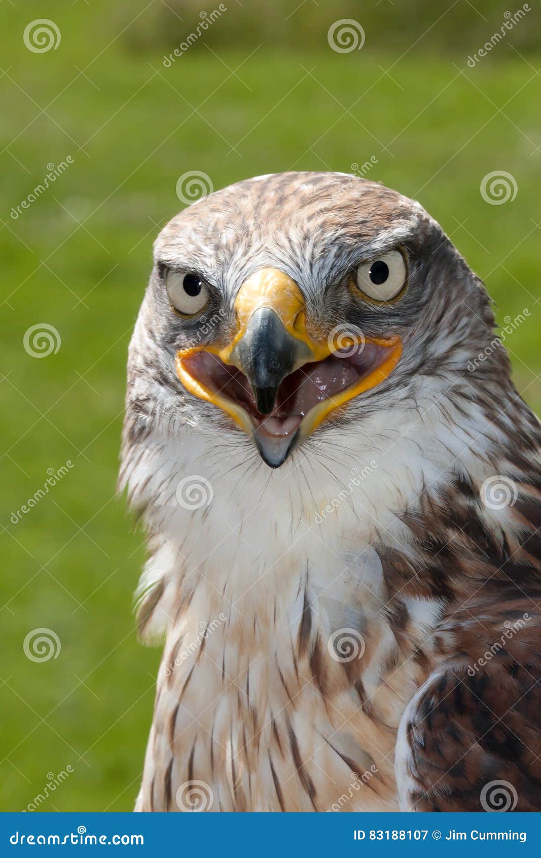 Ferruginous Hawk portrait stock image. Image of buzzard - 83188107