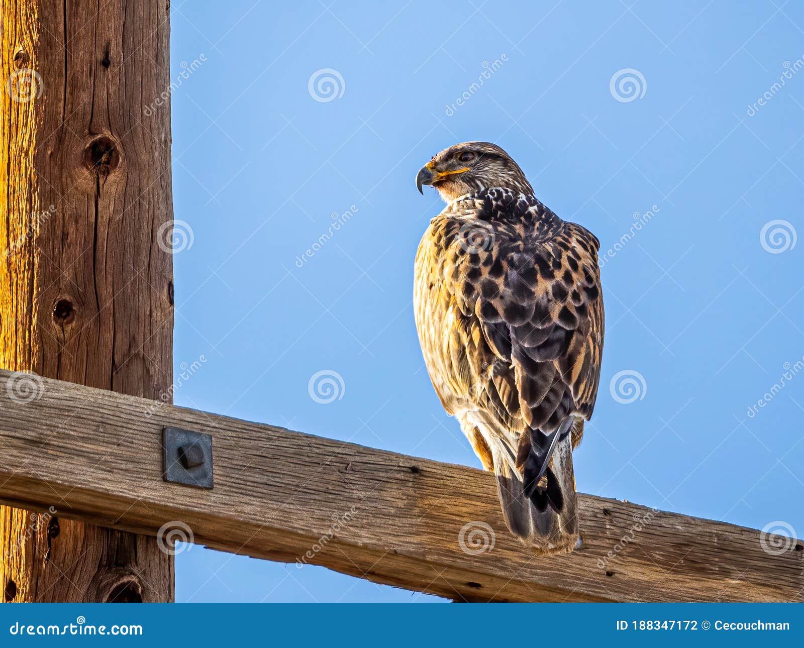 Ferruginous Hawk Pole Stock Photos - Free & Royalty-Free Stock Photos ...
