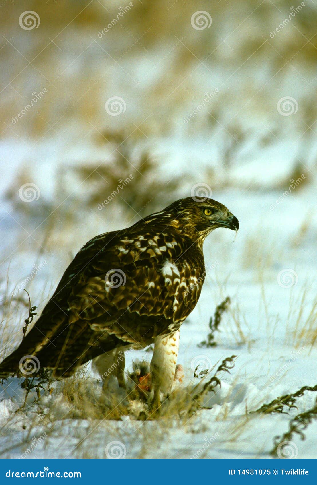 Ferruginous Hawk with prey stock image. Image of predator - 14981875