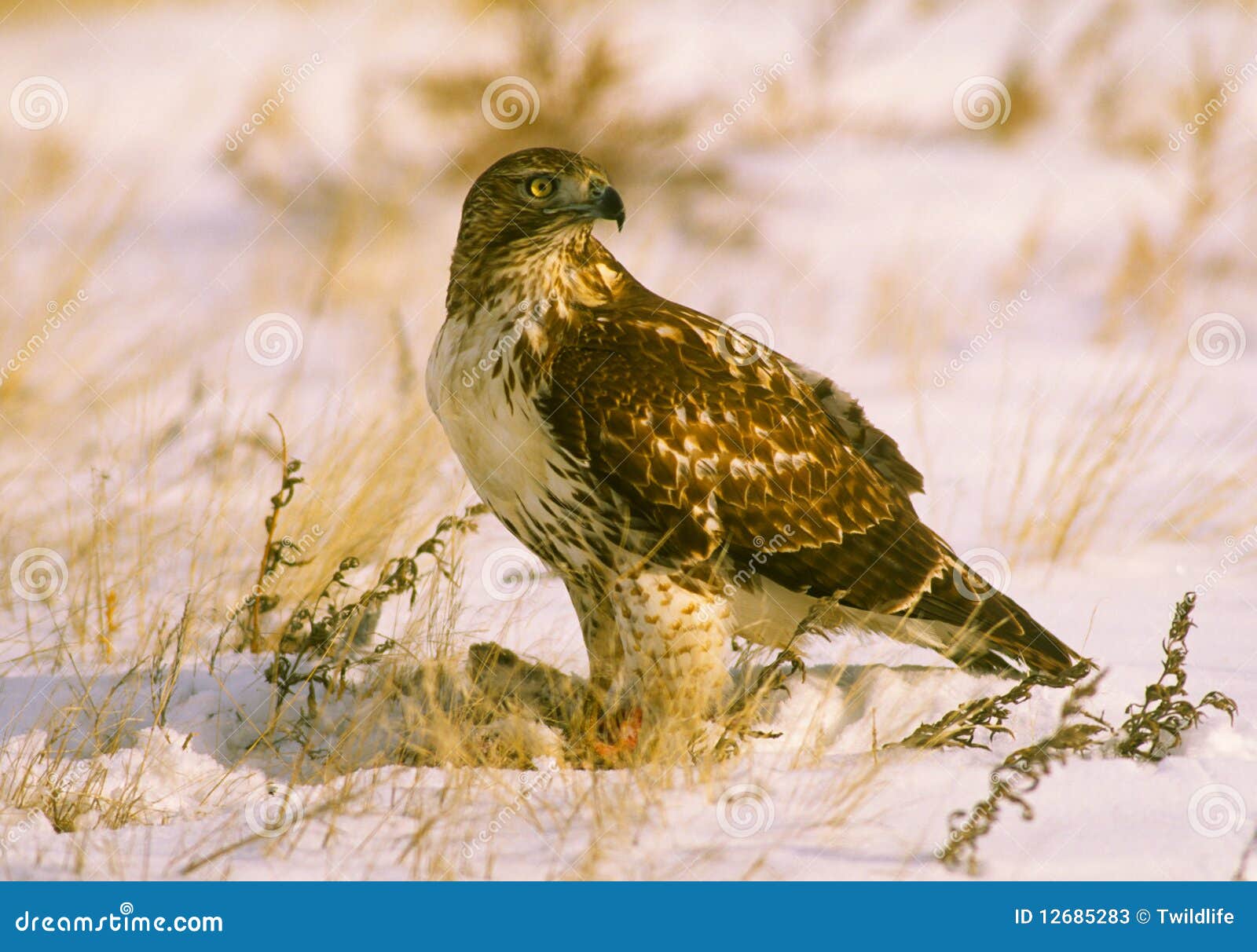 Ferruginous Hawk with Prey in Snow Stock Image - Image of hawk ...